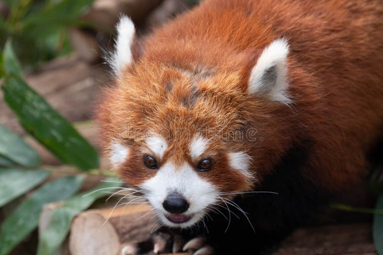 Close Up Cute Fluffy Red Panda, Lesser Panda Stock Image - Image of ...