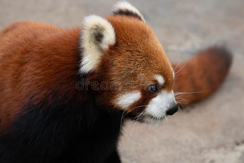 Close Up Cute Fluffy Red Panda, Lesser Panda Stock Photo - Image of ...