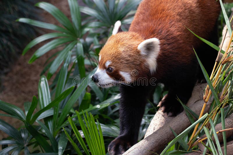 Close Up Cute Fluffy Red Panda, Lesser Panda Stock Image - Image of ...