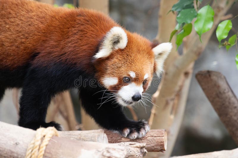 Close Up Cute Fluffy Red Panda, Lesser Panda Stock Photo - Image of ...