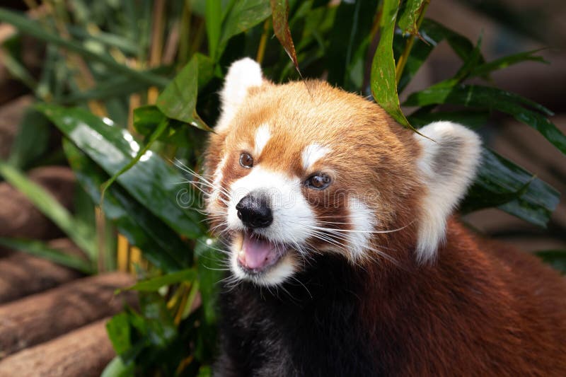 Close Up Cute Fluffy Red Panda, Lesser Panda Stock Photo - Image of resting, rare: 310165070