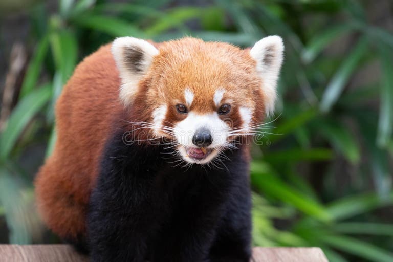 Close Up Cute Fluffy Red Panda, Lesser Panda Stock Image - Image of ...