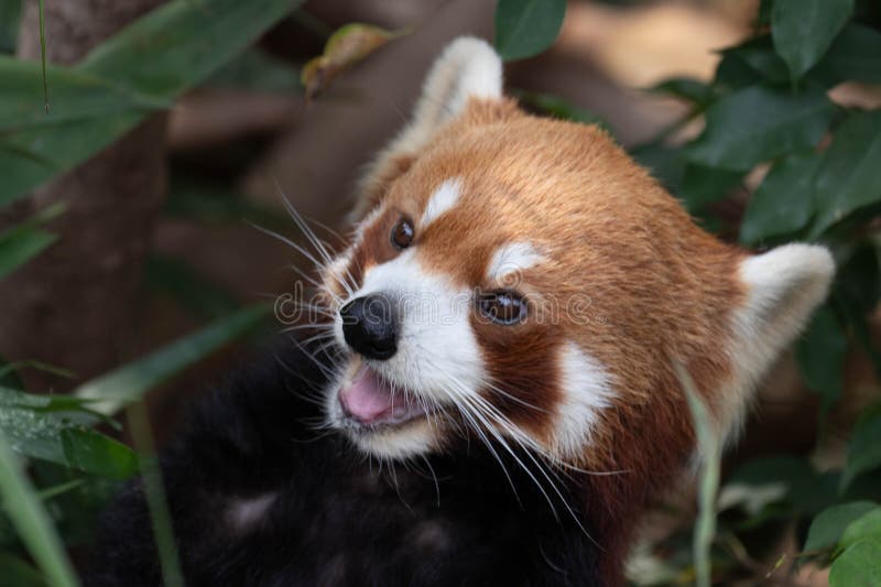 Close Up Cute Fluffy Red Panda, Lesser Panda Stock Photo - Image of ...