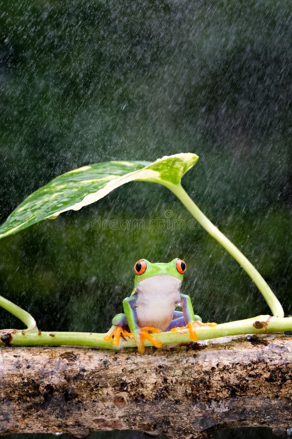 Close Up, Cute Frog is Taking Shelter Under a Green Leaf Stock Image ...