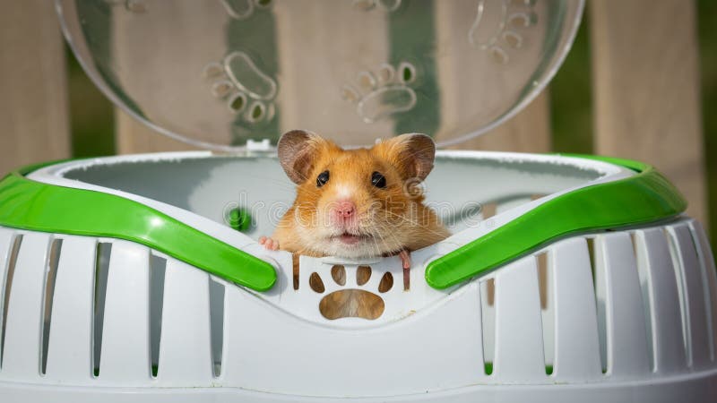 Close-up of a Cute Golden Hamster Sitting in a Bowl Stock Image - Image ...