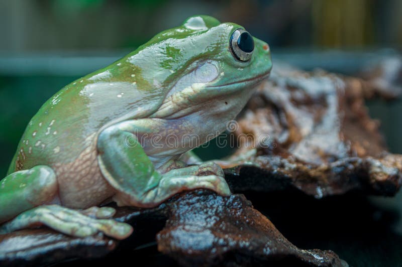 Close Up of Cute Green Frog on Wet Wood Stock Image - Image of macro ...