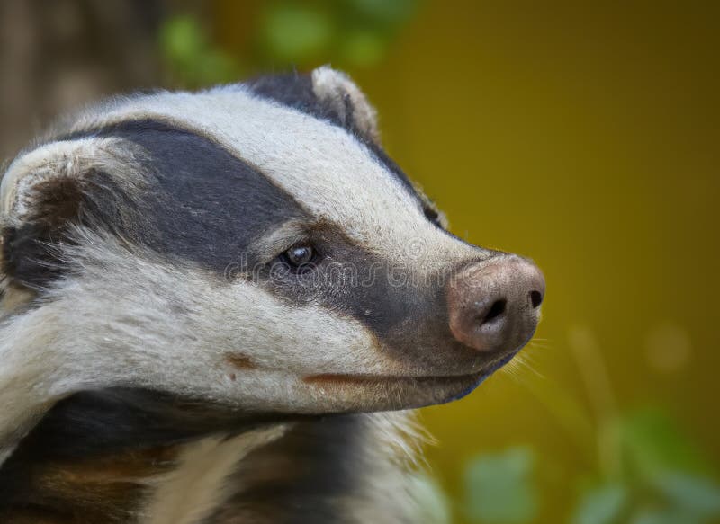 Close Up of Cute Honey Badger Over Grass, Created Using Generative Ai ...
