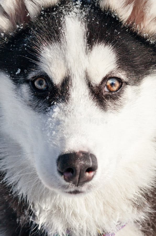 Close-up cute husky stock photo. Image of obedience - 111497874