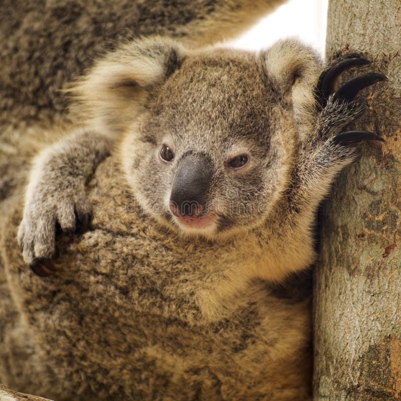 Close up cute Koala stock photo. Image of portrait, koala - 42180114