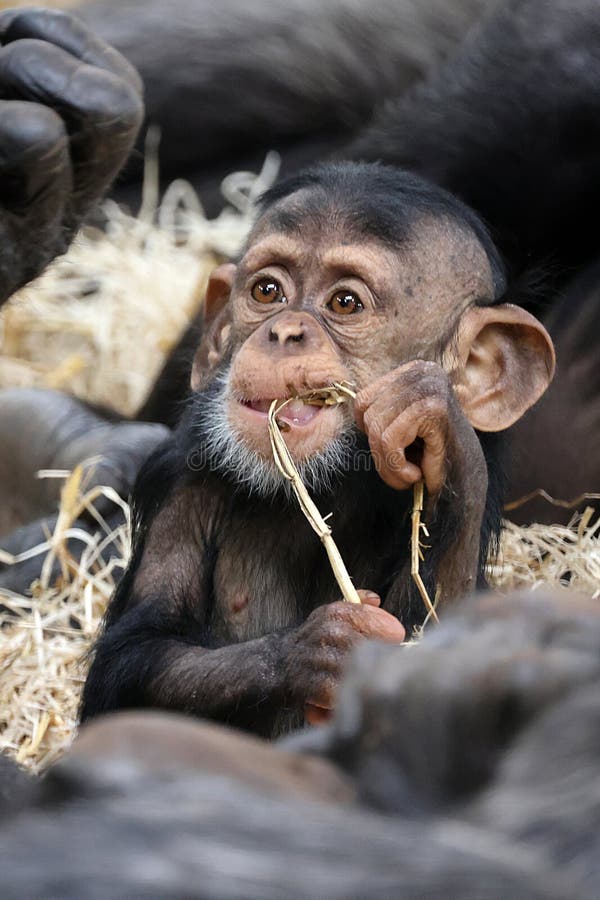 Close Up of a Cute Little Chimpanzee Stock Photo - Image of wild ...