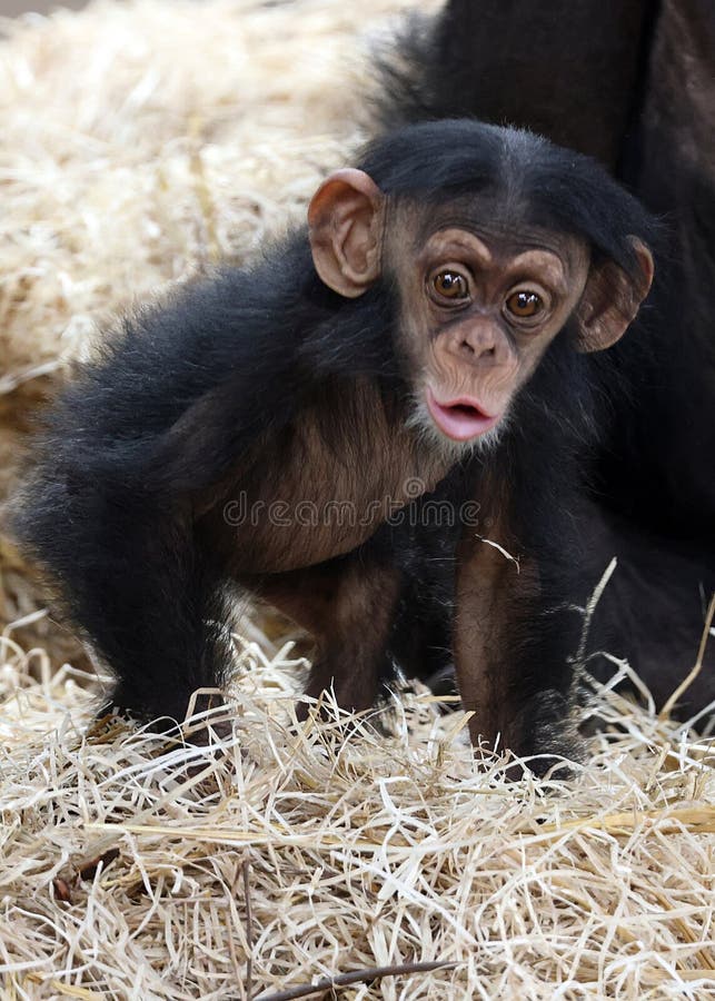 Close Up of a Cute Little Chimpanzee Stock Photo - Image of newborn ...