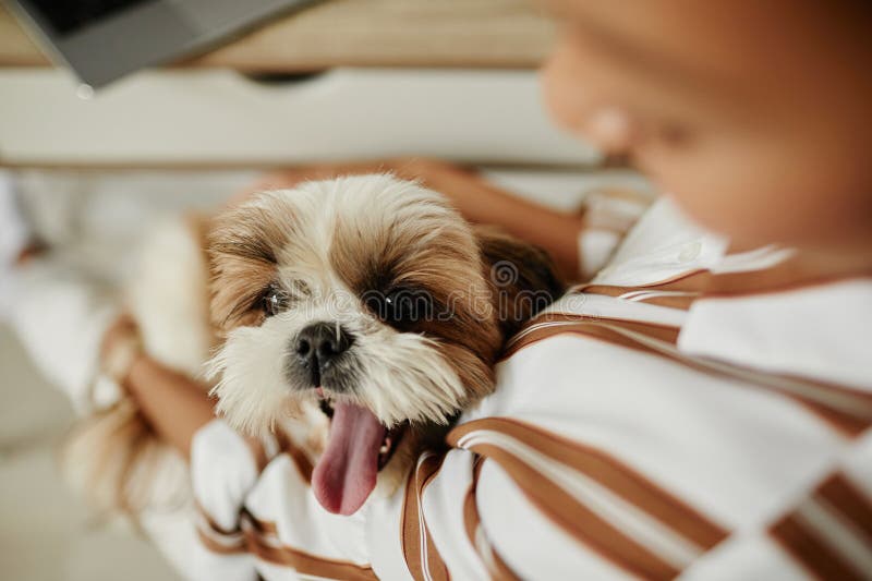 Close Up Cute Little Dog Sitting in Lap and Looking at Camera Stock ...