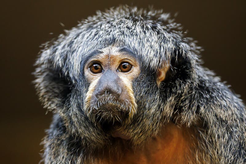 Close Up of a Cute Little Monkey White-faced Saki Stock Image - Image ...
