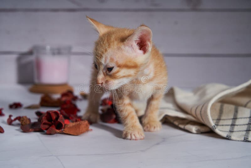 Close-up of a Cute Little Orange Kitten in a Warm Scene Stock Photo ...