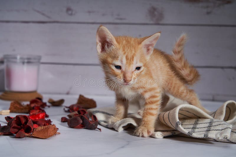Close-up of a Cute Little Orange Kitten in a Warm Scene Stock Photo ...
