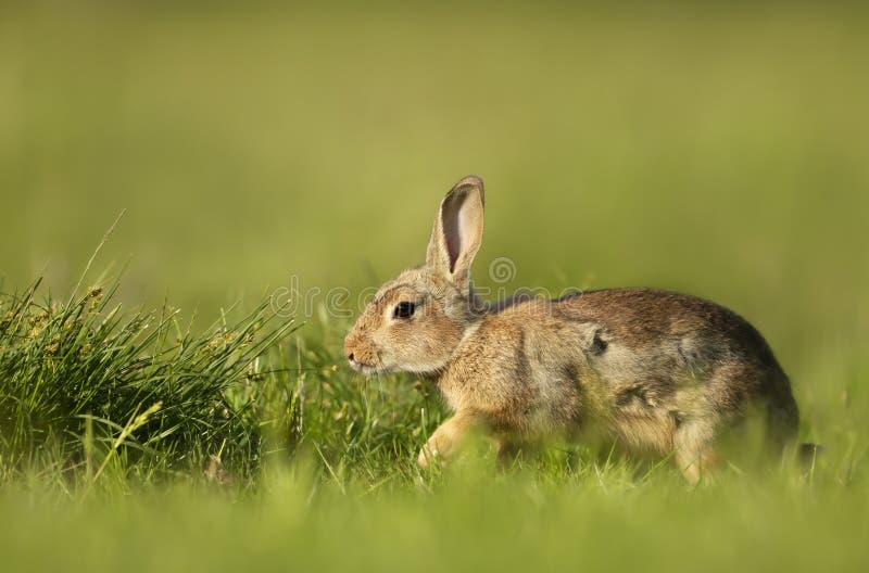 Close Up of a Cute Little Rabbit in Green Grass Stock Image - Image of ...