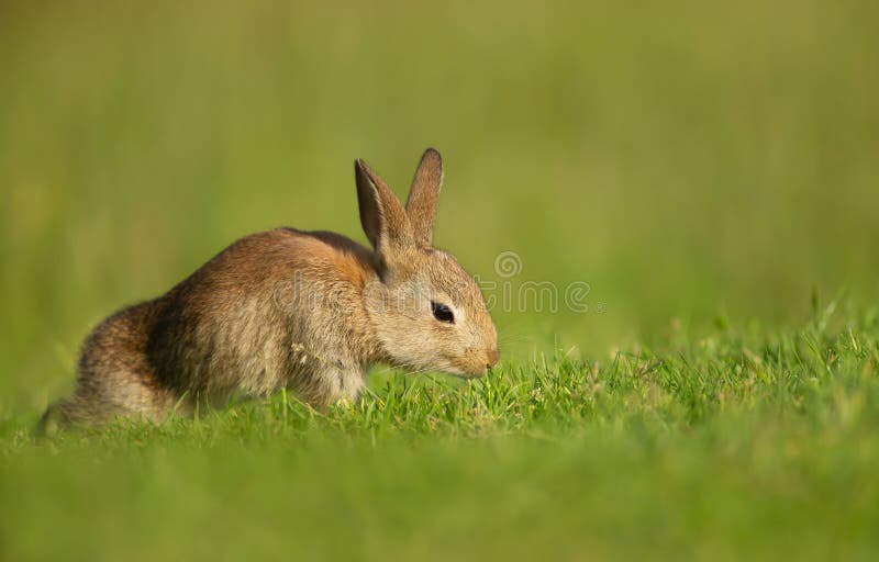 Close Up of a Cute Little Rabbit in Green Grass Stock Image - Image of ...