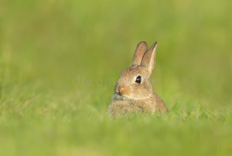 Close Up of a Cute Little Rabbit Sitting in Grass in Spring Stock Photo ...