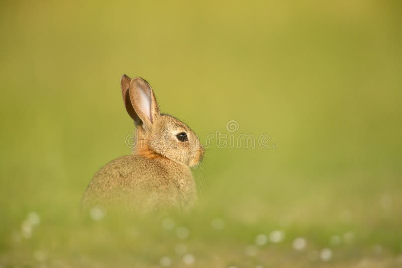 Close Up of a Cute Little Rabbit Sitting in Grass Stock Image - Image ...