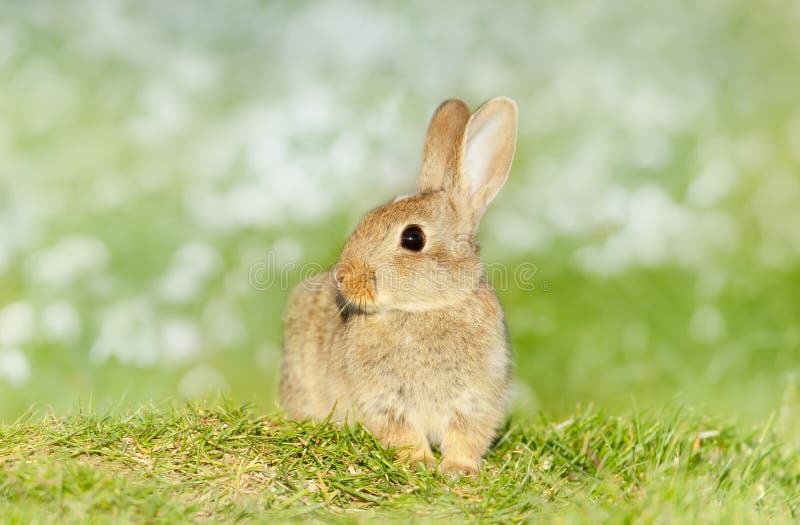Close Up of a Cute Little Rabbit Sitting in Grass Stock Image - Image ...