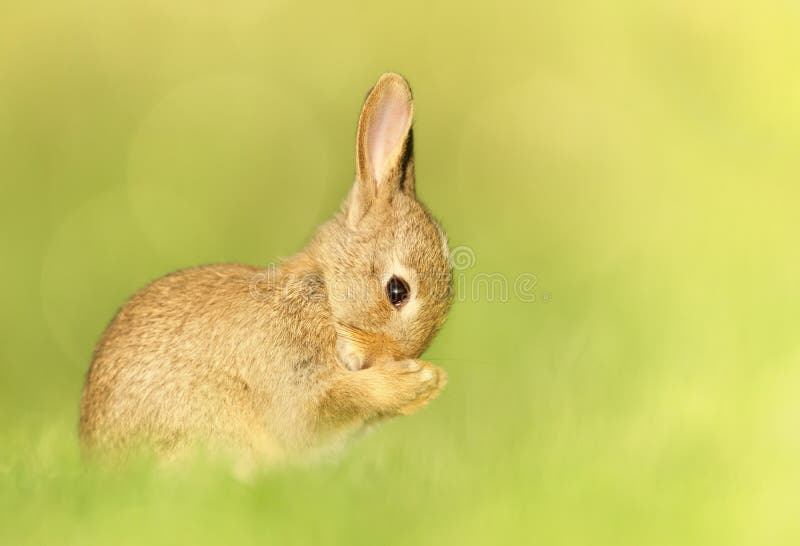 Close Up of a Cute Little Rabbit in Spring Stock Photo - Image of ...