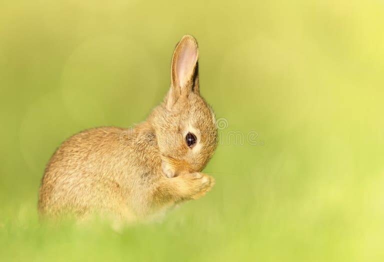 Close Up of a Cute Little Rabbit in Spring Stock Photo - Image of ...