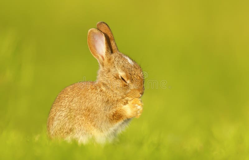 Close Up of a Cute Little Rabbit in Spring Stock Image - Image of ...