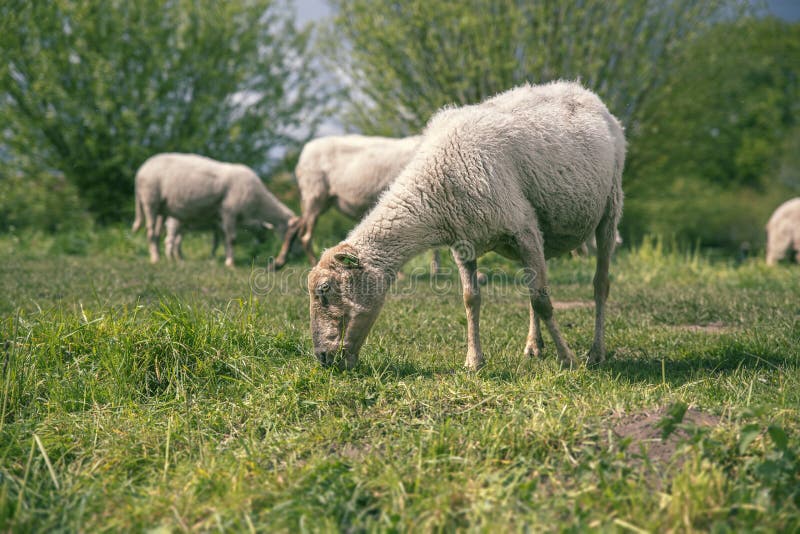 Close-up of a Cute Little Sheep Stock Image - Image of flock, meadow ...
