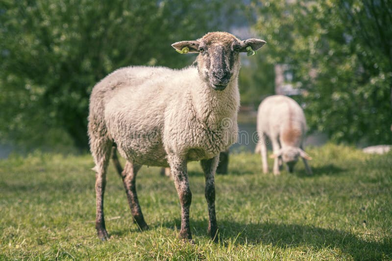 Close-up of a Cute Little Sheep Stock Photo - Image of lamb ...