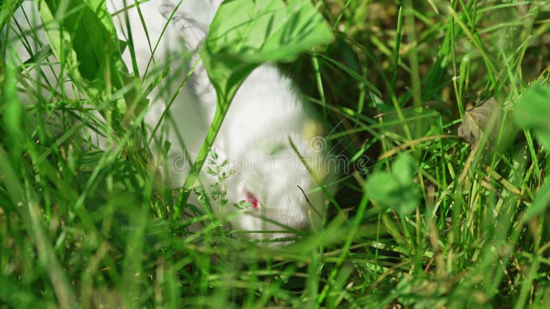 Close-up. a Cute Little White Rabbit Walks in the Green Grass Stock ...
