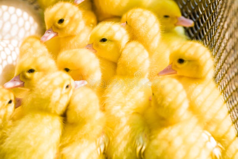 Close Up of Cute Little Yellow Duck Stock Image - Image of farm, beak ...