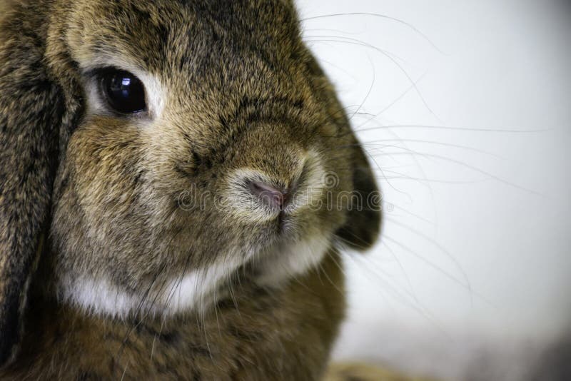 Close Up Cute Lop Ear Rabbit Bunny with Hanging Ears Stock Photo ...