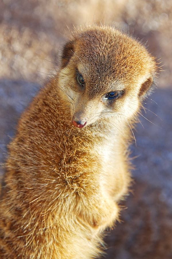 Close up of a cute meerkat stock photo. Image of suricatta - 352757920