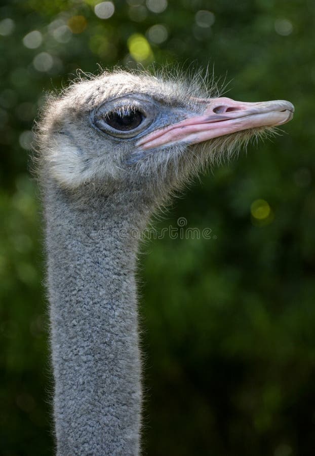Ostrich Head stock photo. Image of cute, nose, tropical - 219848632