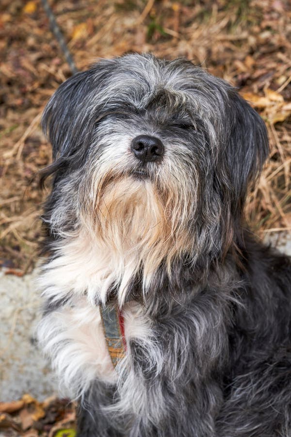 Close-up of a Cute Pekingese Dog Outdoors Stock Image - Image of ...