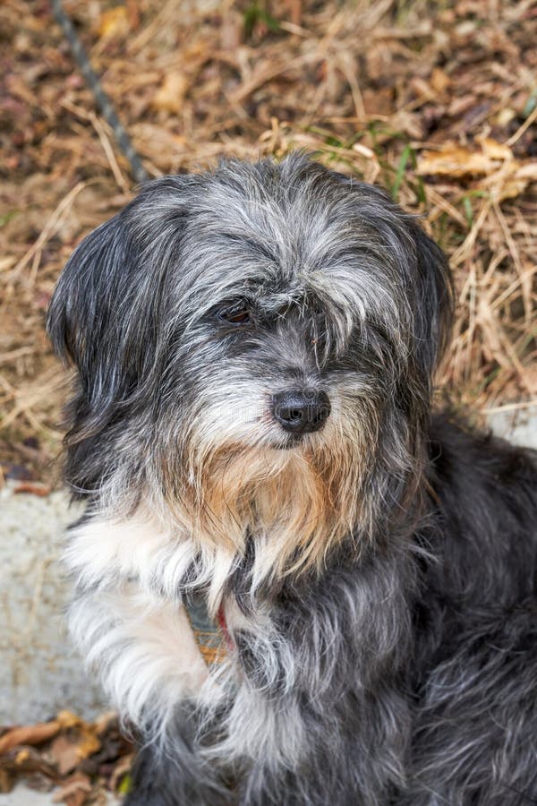 Close-up of a Cute Pekingese Dog Outdoors Stock Image - Image of ...