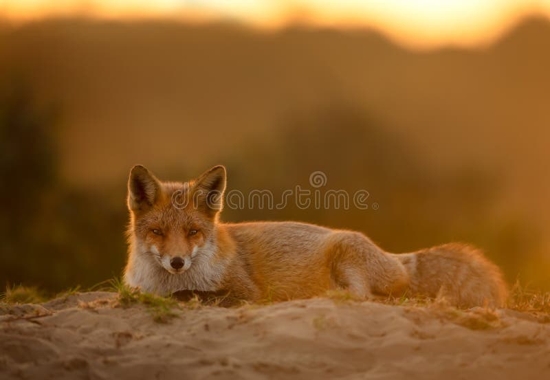 Portrait of a Cute Red Fox Cub Lying in Sand at Sunset Stock Photo ...