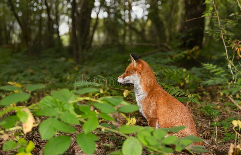 Close-up of a Cute Red Fox in a Forest Stock Image - Image of meadow ...