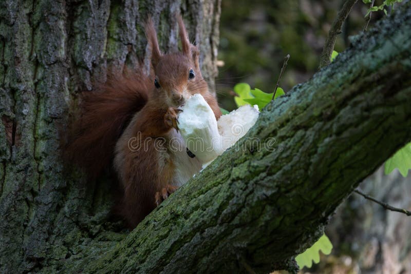 A Close-up of a Red Squirrel Eating a Mushroom on a Tree Trunk in a ...