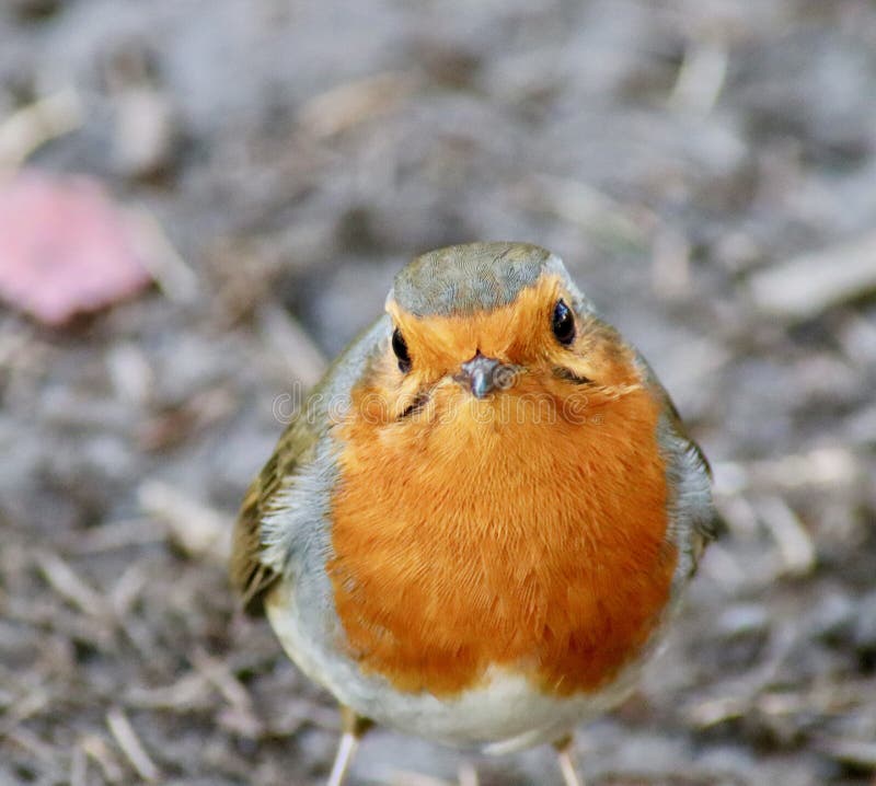 Close up of a cute robin stock image. Image of robin - 263037045