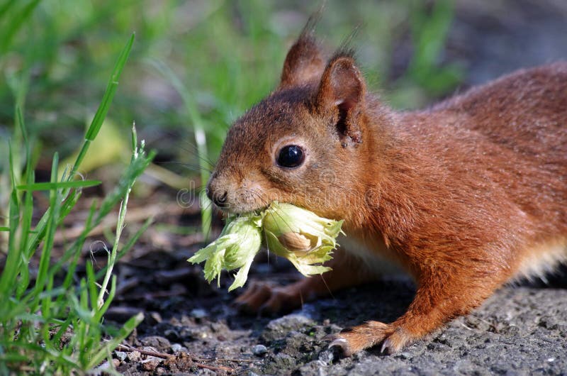 Cute Squirrel with a Hazel Nut Stock Image - Image of small, collecting ...