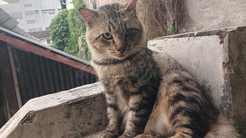 Close Up of Cute Striped Cat Stock Image - Image of striped, wildcat ...