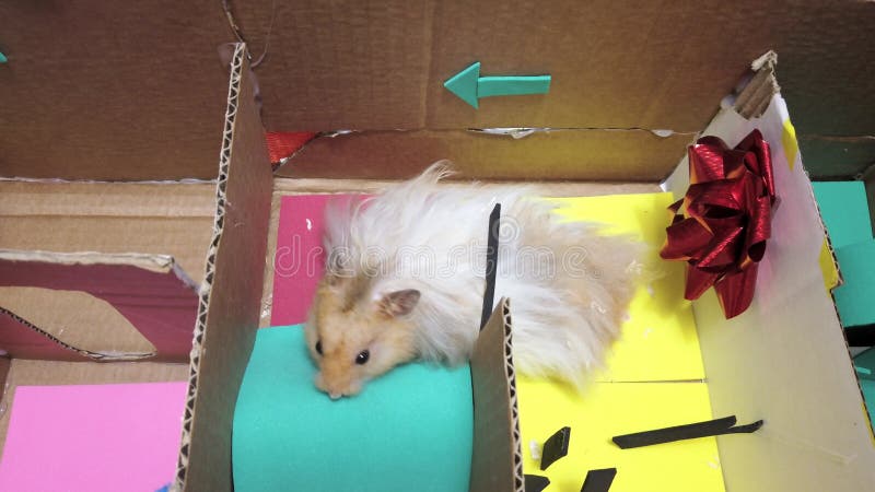 Close Up of Cute Syrian Hamster Exploring the Colorful Maze and ... Close Up of Cute Syrian Hamster Exploring the Colorful Maze and ...