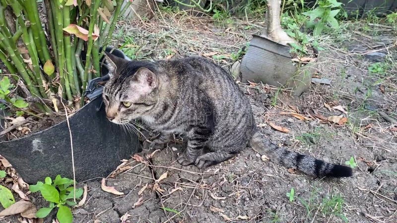 Cute Tabby Cat on the Ground Stock Video - Video of young, nature ...