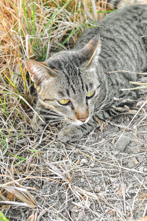 Cute Tabby Cat on the Ground Stock Photo - Image of ground, close ...