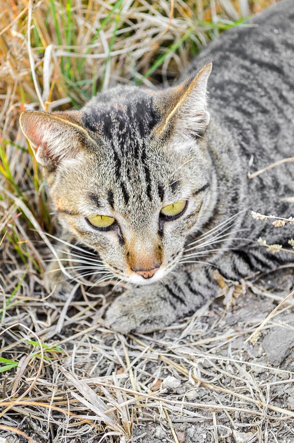 Cute Tabby Cat on the Ground Stock Image - Image of animal, nature ...
