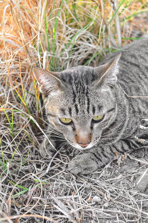 Cute Tabby Cat on the Ground Stock Image - Image of kitty, nature ...