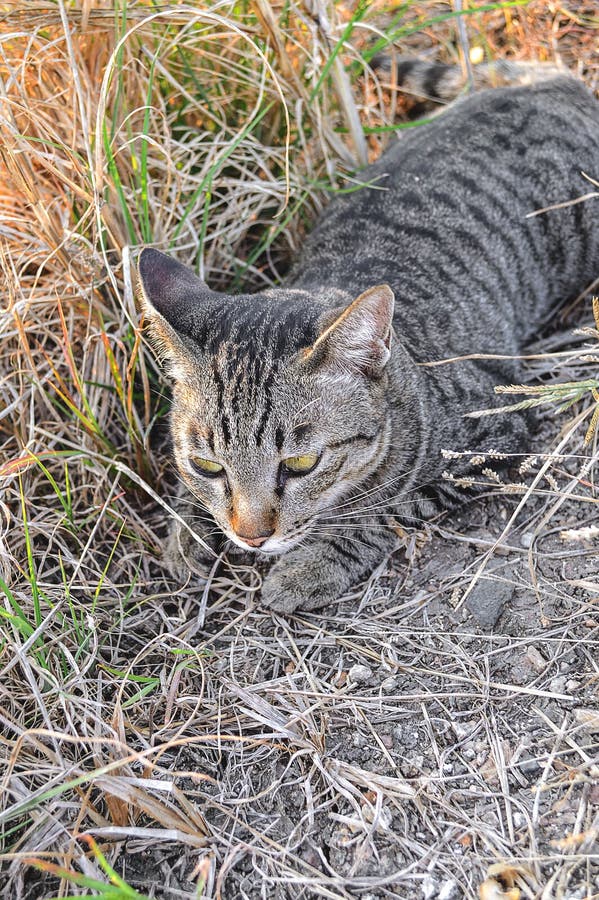 Cute Tabby Cat on the Ground Stock Photo - Image of ground, kitten ...