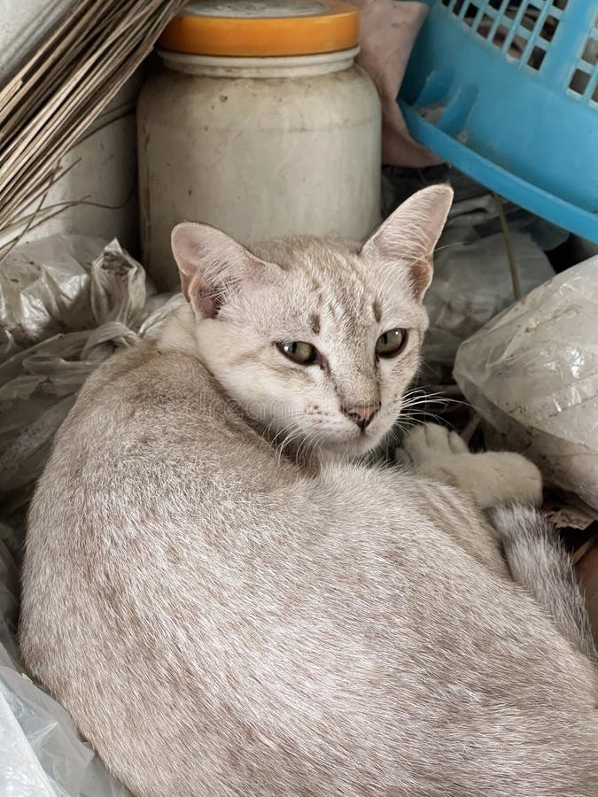 Cute Tabby Cat on the Ground Stock Photo - Image of furry, portrait ...