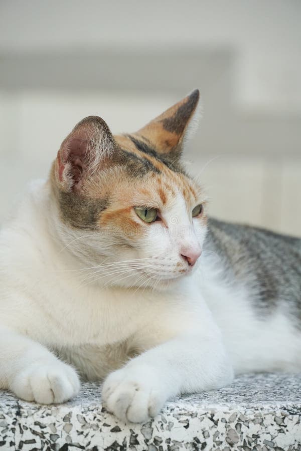 Cute Tabby Cat on the Ground Stock Image - Image of young, portrait ...